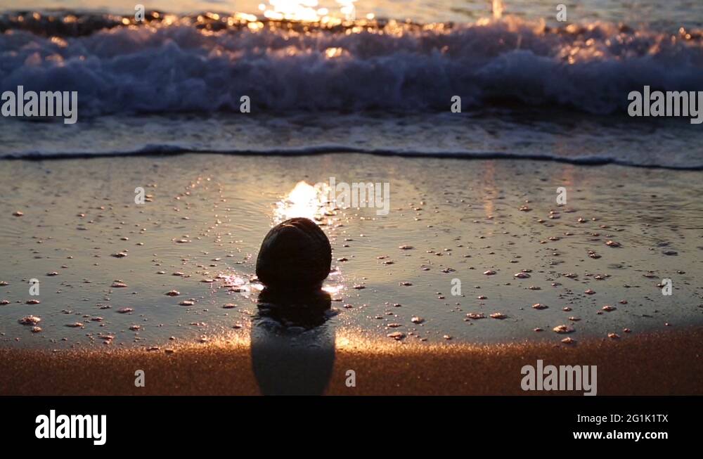 Coconut seed floating in the water Stock Videos & Footage - HD and 4K ...