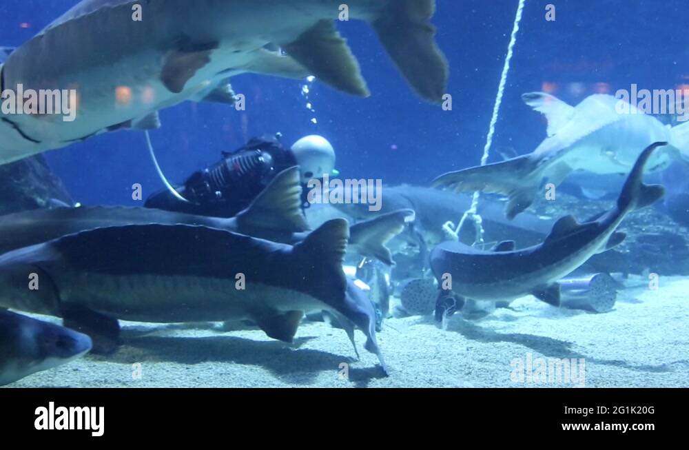 Diver in the aquarium with sturgeons, Beijing Zoo Oceanarium Stock ...