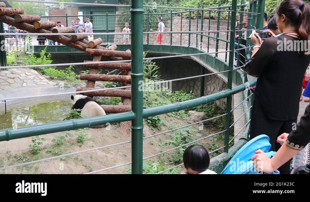 Giant pandas zoo Stock Videos & Footage - HD and 4K Video Clips - Alamy
