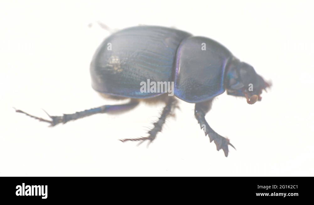 Blue metallic beetle Stock Videos & Footage - HD and 4K Video Clips - Alamy