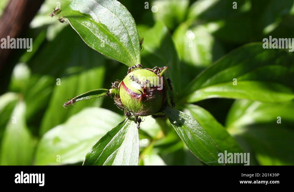 Botany insects Stock Videos & Footage - HD and 4K Video Clips - Alamy