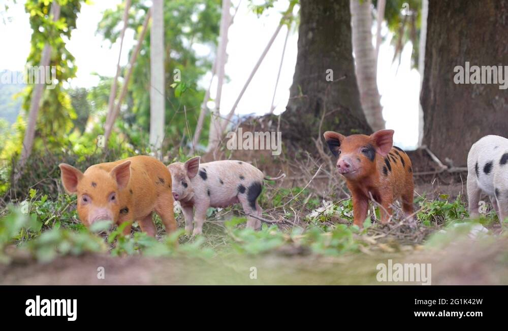 Cute piggie Stock Videos & Footage - HD and 4K Video Clips - Alamy