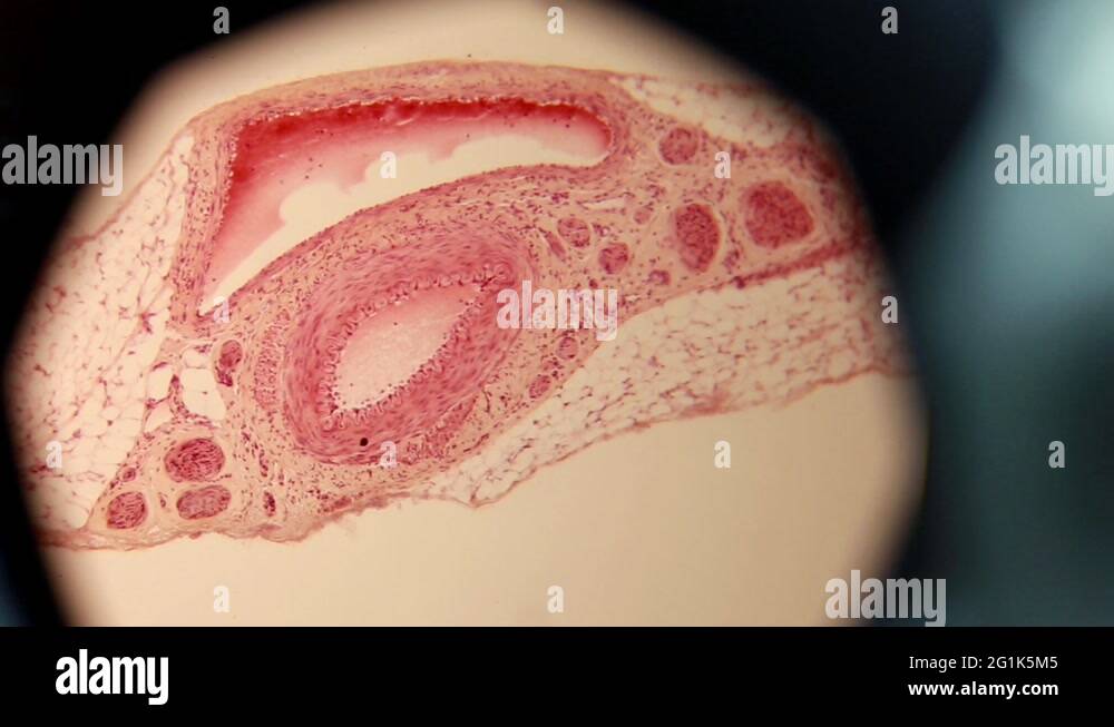 Histology laboratory Stock Videos & Footage - HD and 4K Video Clips - Alamy