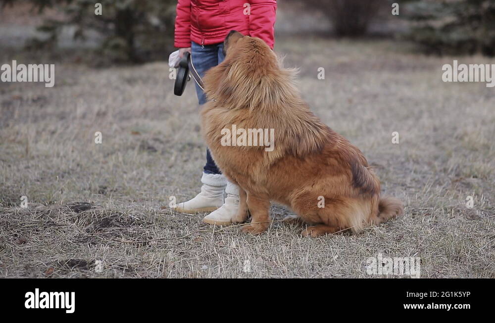 Tibetan Mastiff sits on hind legs Stock Video Footage - Alamy