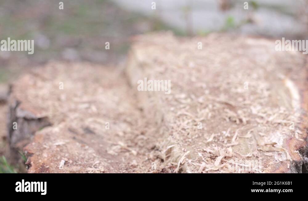 White oak tree rings Stock Videos & Footage - HD and 4K Video Clips - Alamy