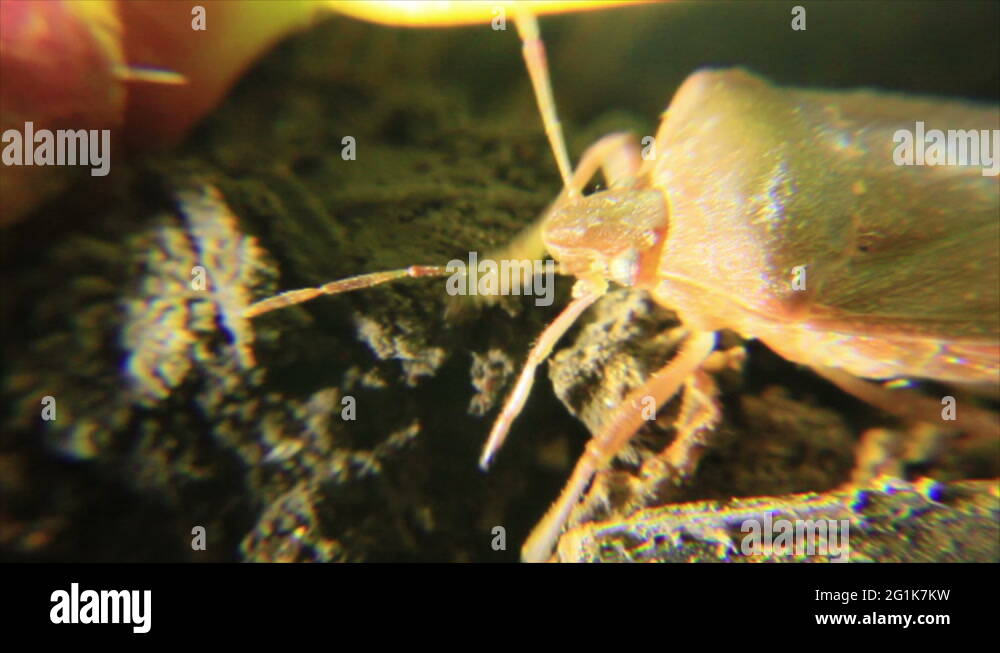 Ground shield bug Stock Videos & Footage - HD and 4K Video Clips - Alamy