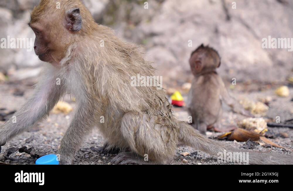 Monkey outdoors Stock Videos & Footage - HD and 4K Video Clips - Alamy