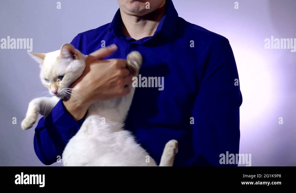 Cat with man Stock Videos & Footage - HD and 4K Video Clips - Alamy