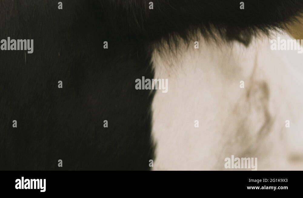 Spotted ear Stock Videos & Footage - HD and 4K Video Clips - Alamy