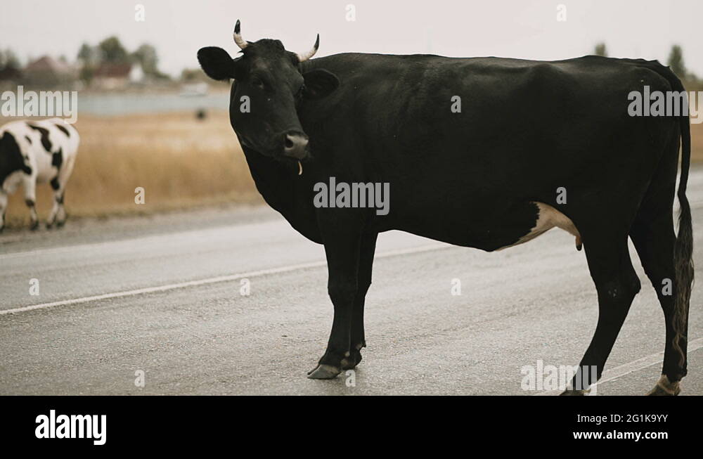 Cow crossing the road Stock Videos & Footage - HD and 4K Video Clips ...