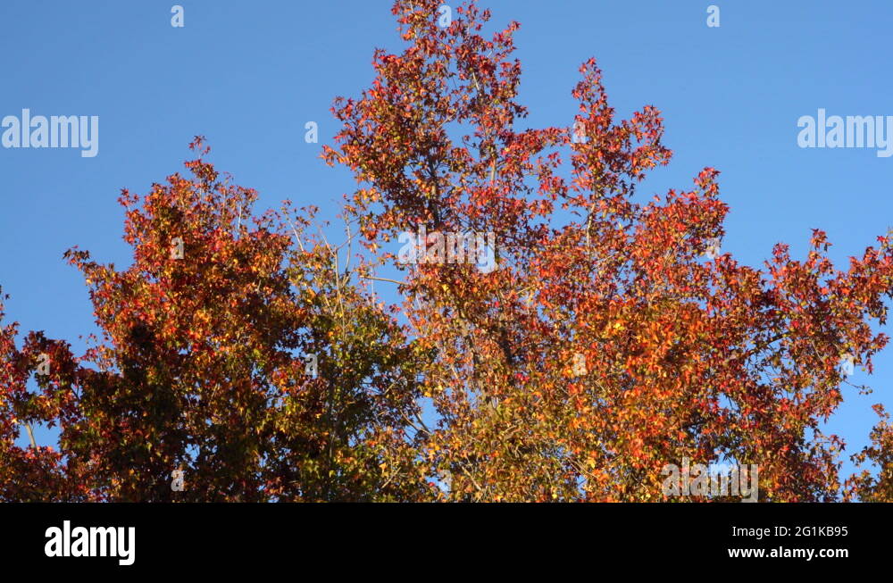 Maple tree with fall foliage Stock Videos & Footage - HD and 4K Video ...