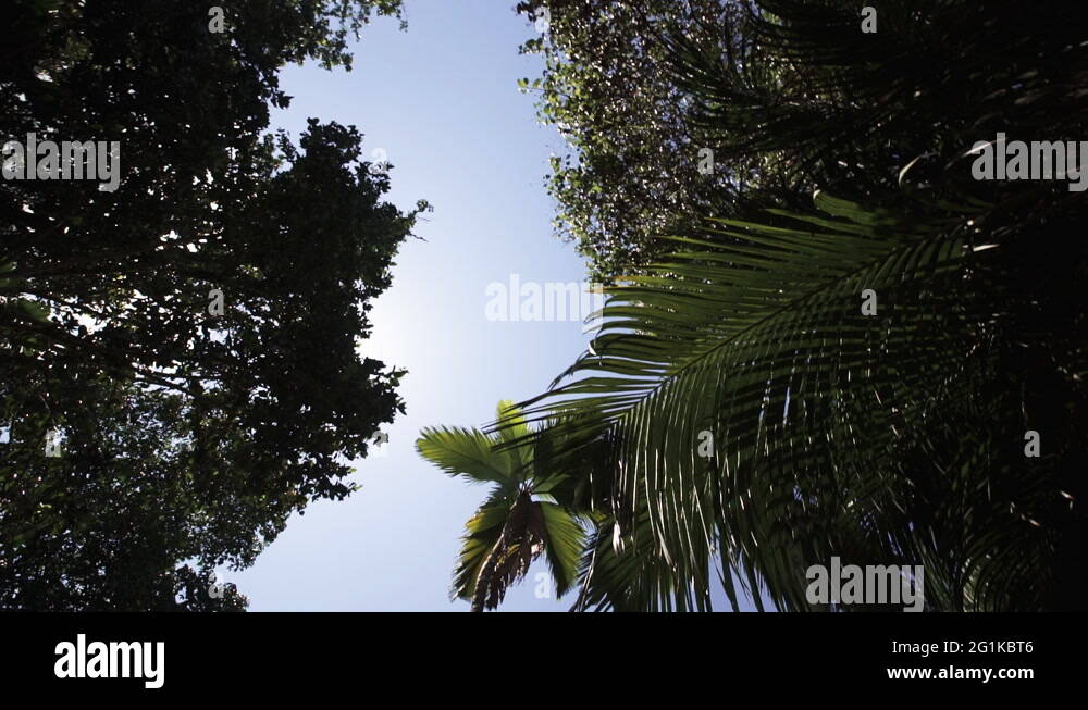 Forest palm Stock Videos & Footage - HD and 4K Video Clips - Alamy