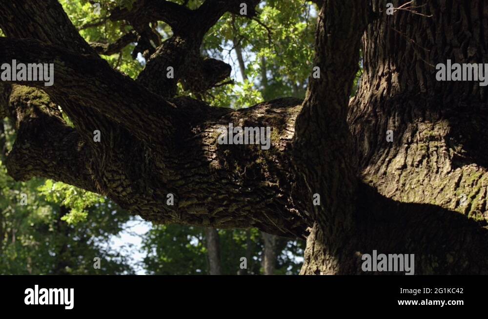 Trunk of old oak tree Stock Videos & Footage - HD and 4K Video Clips ...
