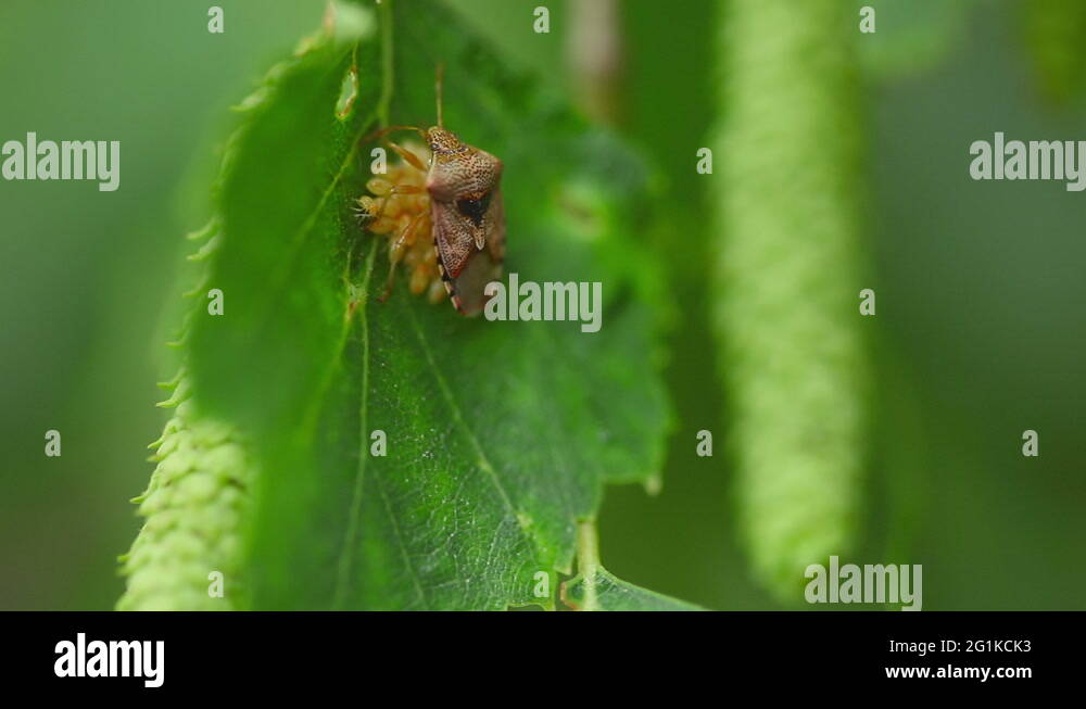 Parent shield bug elasmucha grisea Stock Videos & Footage - HD and 4K ...