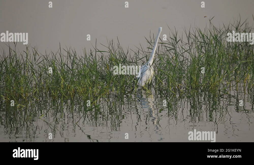 Man sagar lake Stock Videos & Footage - HD and 4K Video Clips - Alamy