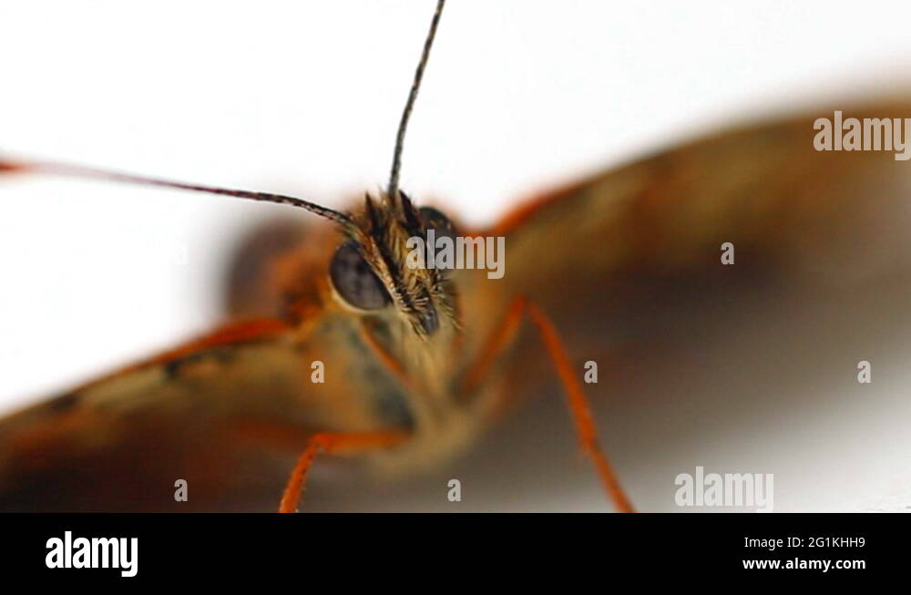 Butterfly compound eye facet Stock Videos & Footage - HD and 4K Video ...