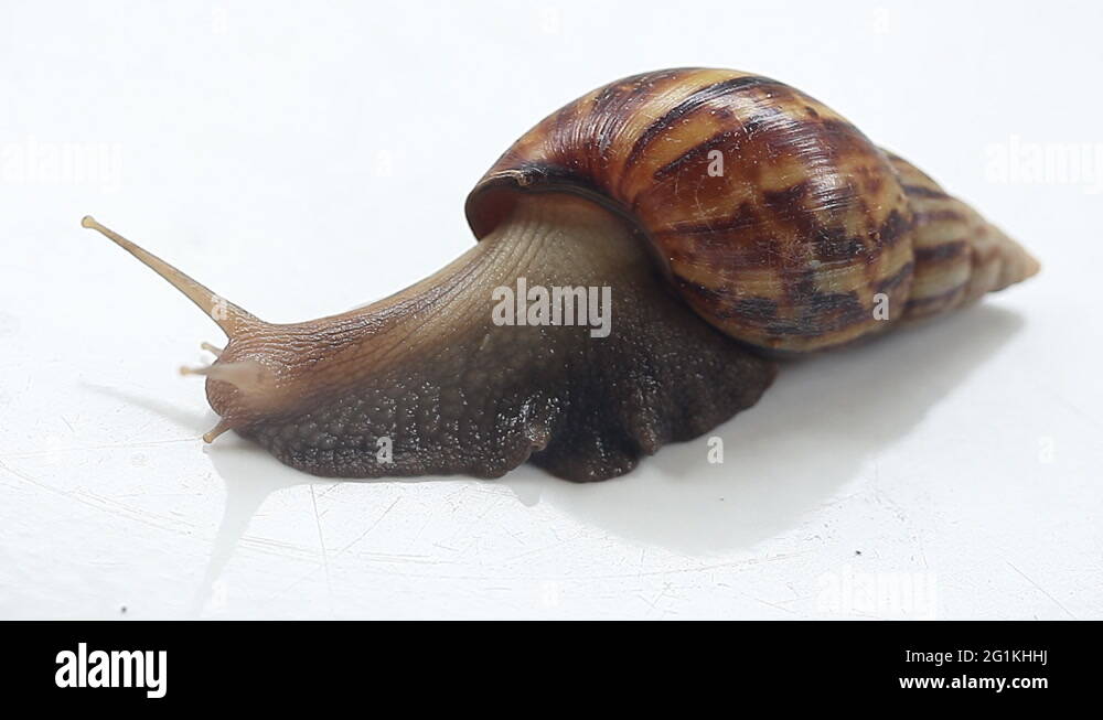 Slow as a snail Stock Videos & Footage - HD and 4K Video Clips - Alamy