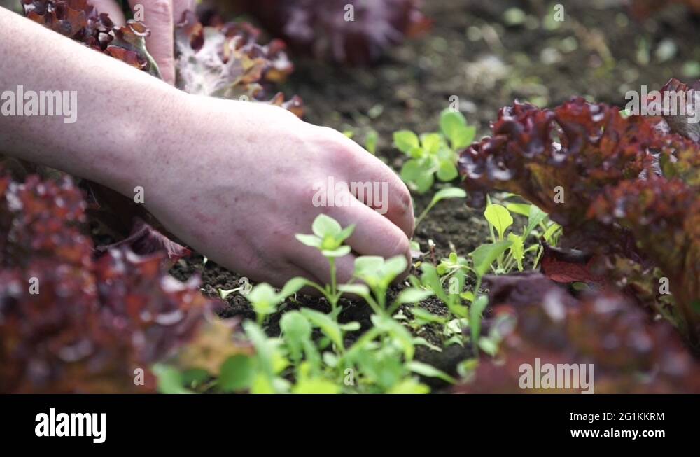 Clean farm Stock Videos & Footage - HD and 4K Video Clips - Alamy