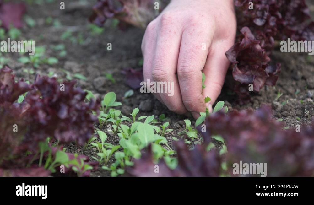 Clean farm Stock Videos & Footage - HD and 4K Video Clips - Alamy