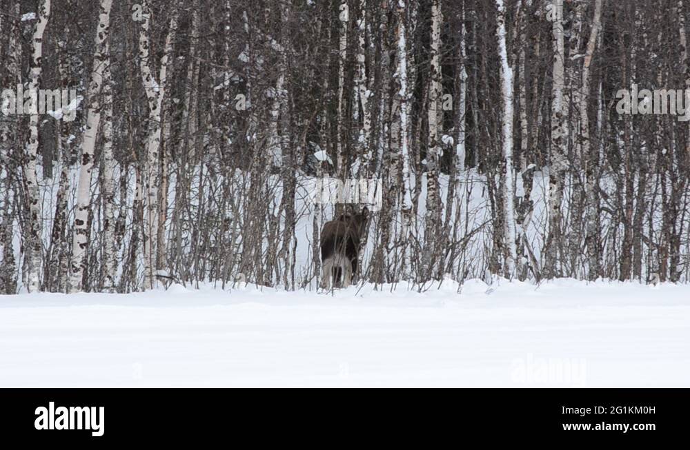 Moose country Stock Videos & Footage - HD and 4K Video Clips - Alamy