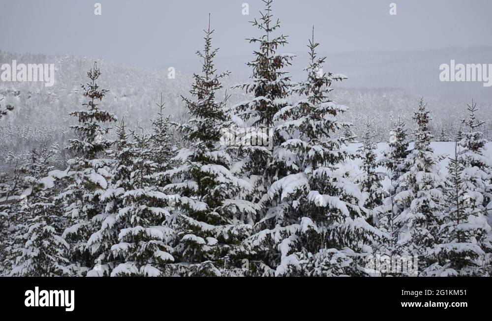 Snow forest mist Stock Videos & Footage - HD and 4K Video Clips - Alamy