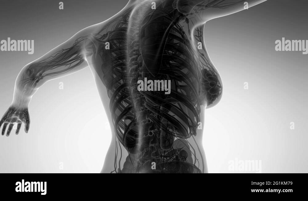 loop science anatomy of human body in x-ray with all organs Stock Video ...