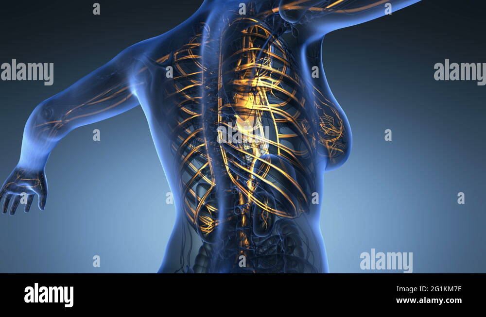 loop science anatomy of human body in x-ray with glow blood vessels ...