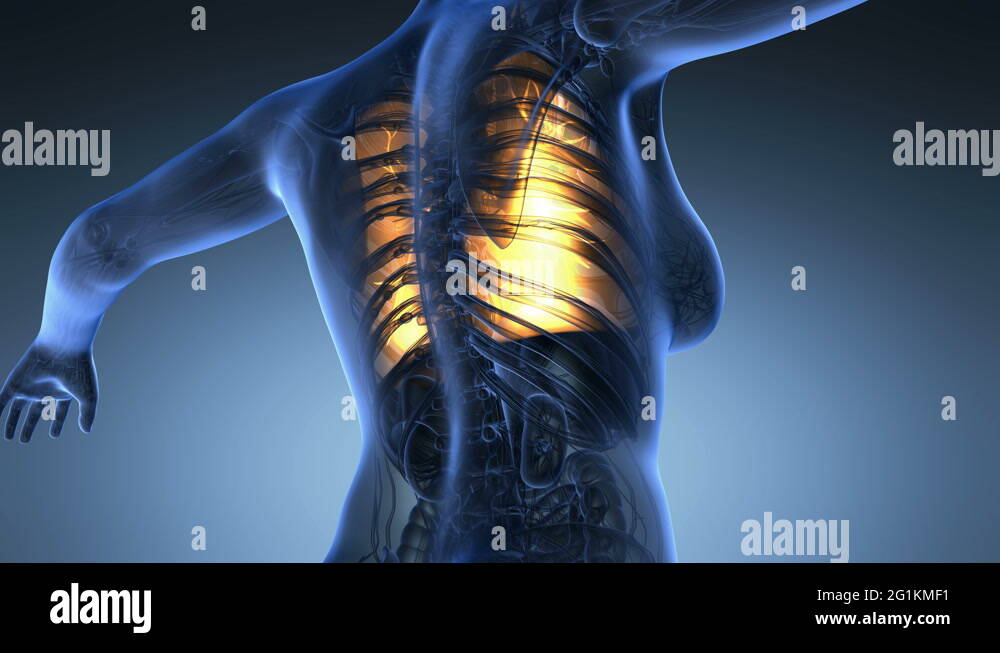 loop science anatomy of human body in x-ray with glow lungs Stock Video ...