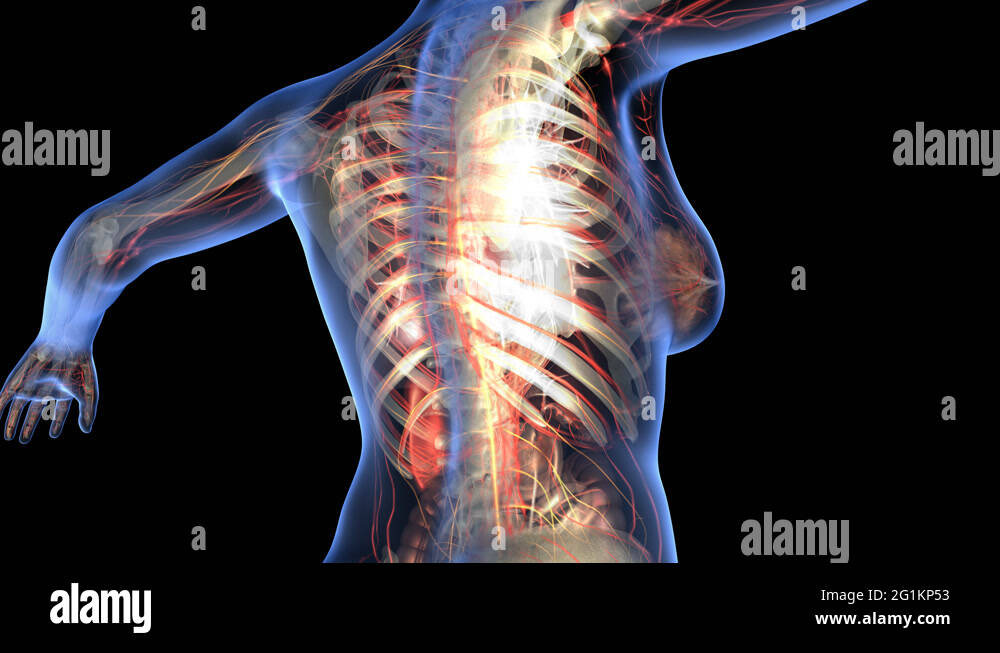 loop science anatomy of human body in x-ray with all colored organs in ...