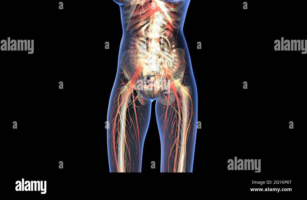 science anatomy of human body in x-ray with all colored organs in blue ...