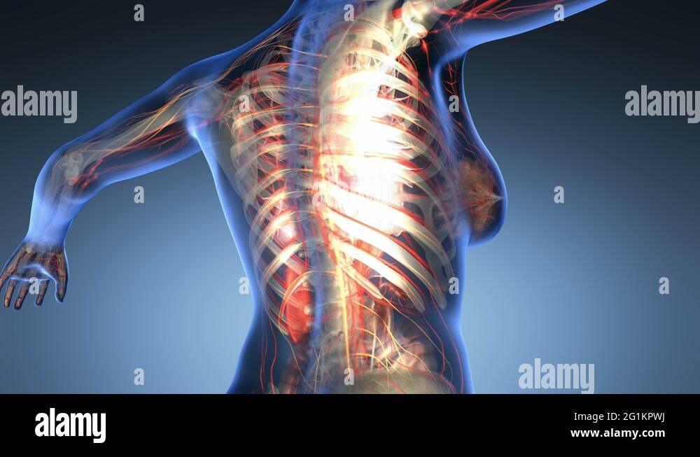 loop science anatomy of human body in x-ray with all colored organs in ...