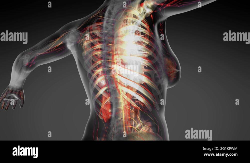 loop science anatomy of human body in x-ray with all colored organs in ...