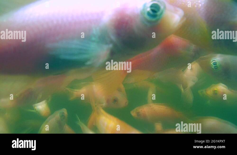 South african freshwater fish Stock Videos & Footage - HD and 4K Video ...