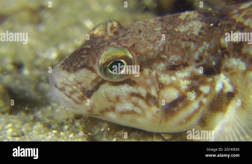 Gobie fluviatile Stock Videos & Footage - HD and 4K Video Clips - Alamy