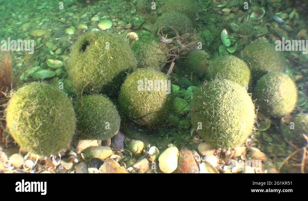 Algae balls Stock Videos & Footage - HD and 4K Video Clips - Alamy