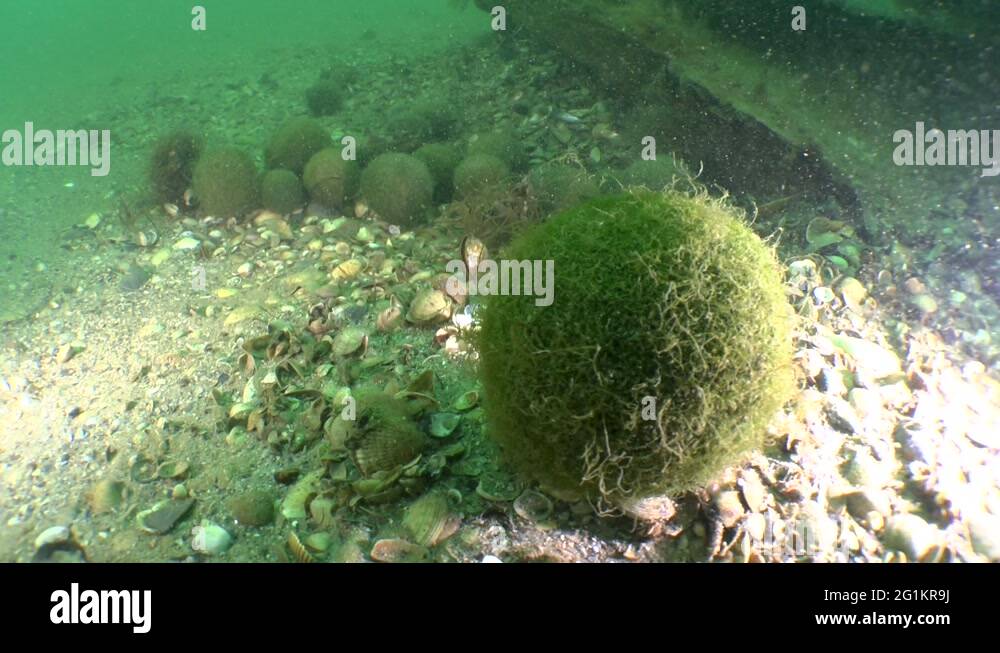 Formation of balls green algae Cladophora Stock Video Footage - Alamy