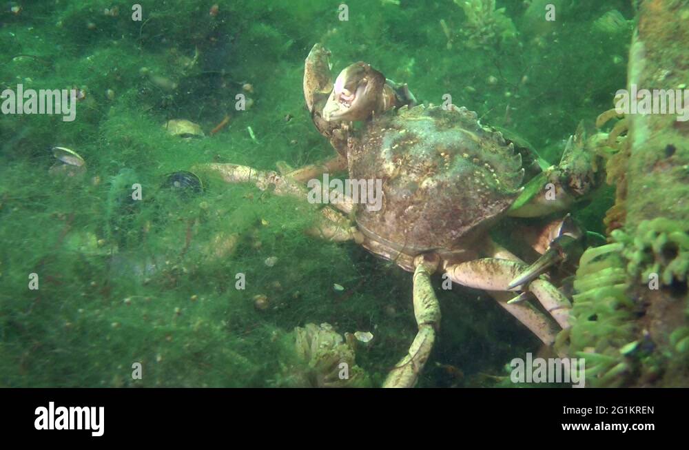 Carcinus Stock Videos & Footage - HD and 4K Video Clips - Alamy