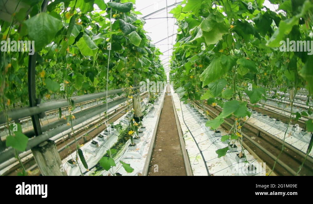 Growing cucumbers on an industrial scale,in the greenhouse Stock Video ...