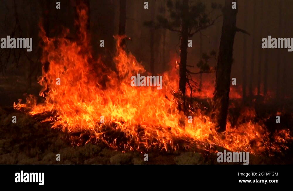 Forest fire destroys the trees of the forest Stock Video Footage - Alamy