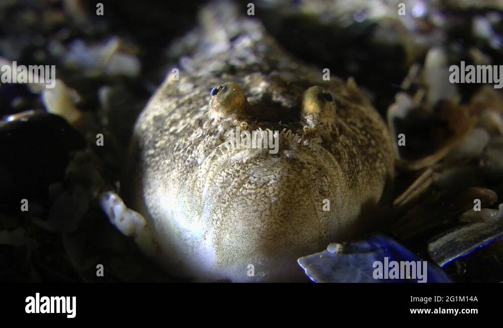 Marine fish Atlantic stargazer (Uranoscopus scaber Stock Video Footage ...