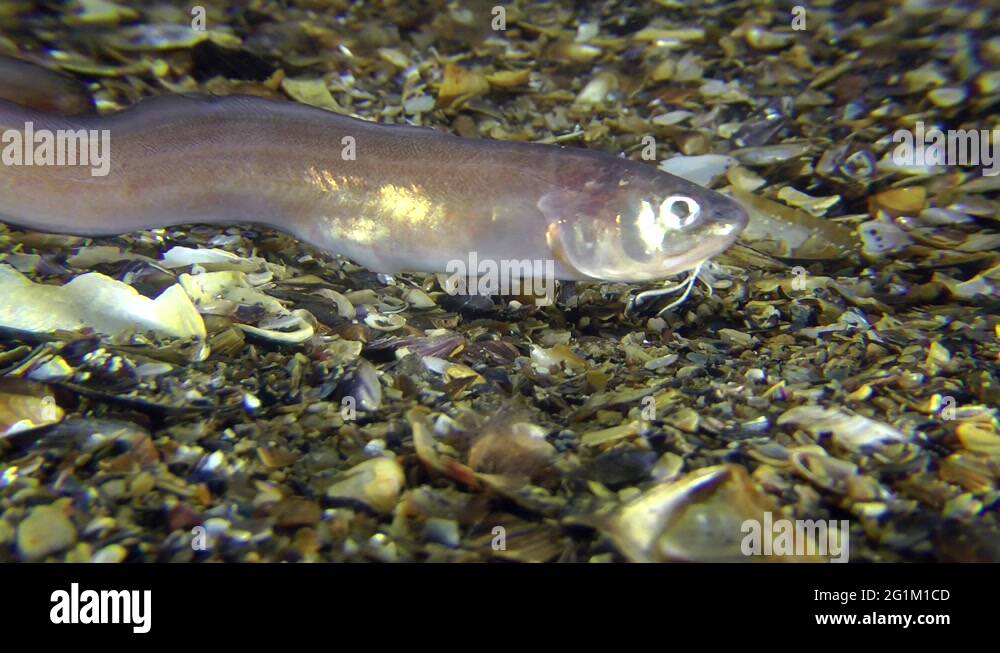 Demersal marine fish Stock Videos & Footage - HD and 4K Video Clips - Alamy