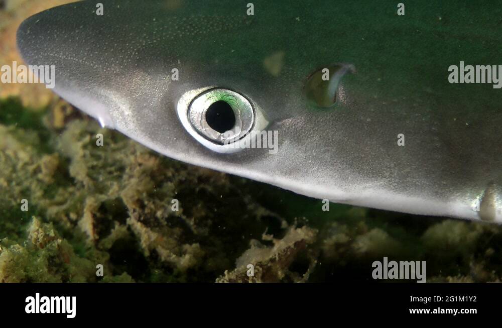 Spurdog shark Stock Videos & Footage - HD and 4K Video Clips - Alamy