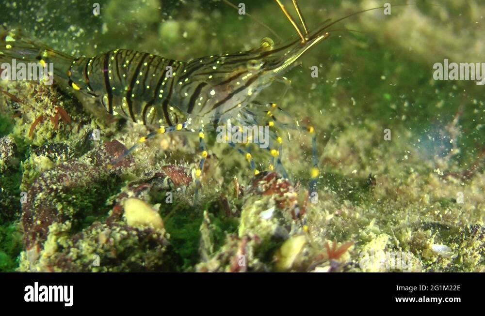Palaemon squilla Stock Videos & Footage - HD and 4K Video Clips - Alamy