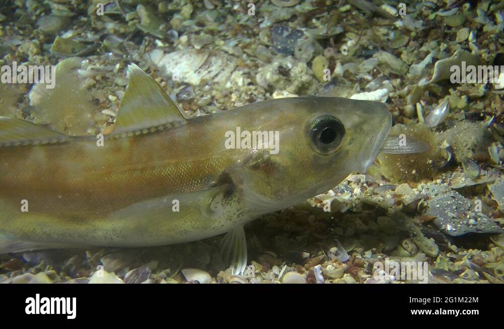 Gadus merlangius Stock Videos & Footage - HD and 4K Video Clips - Alamy
