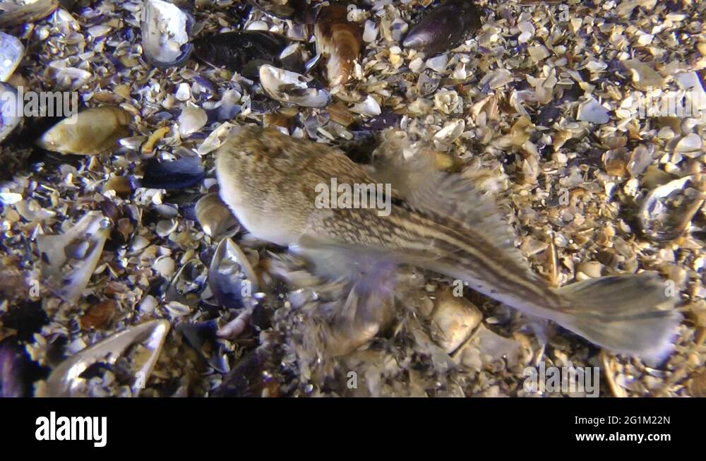 Marine fish Atlantic stargazer (Uranoscopus scaber Stock Video Footage ...