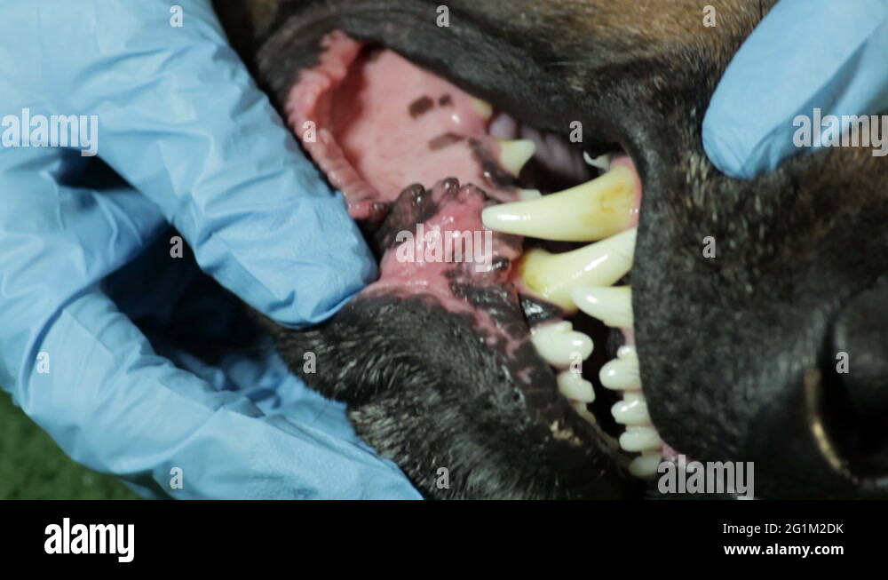 Veterinary doctor checking teeth of a Doberman Stock Video Footage - Alamy