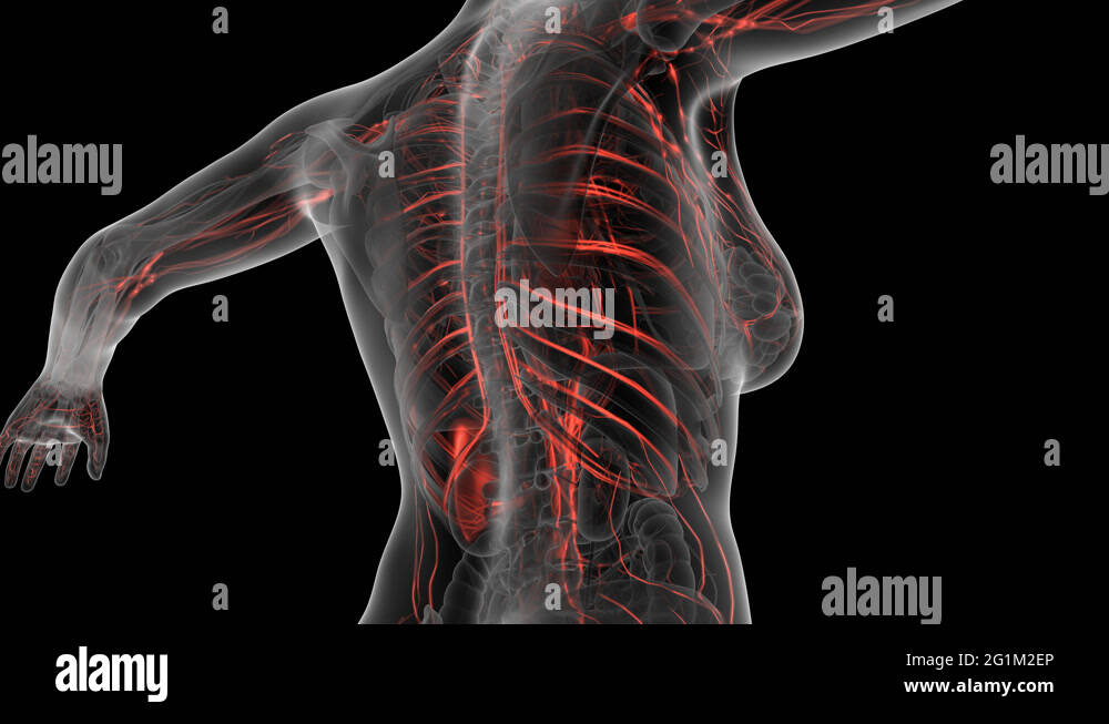 science anatomy scan of human body with red blood vessels. PNG with ...