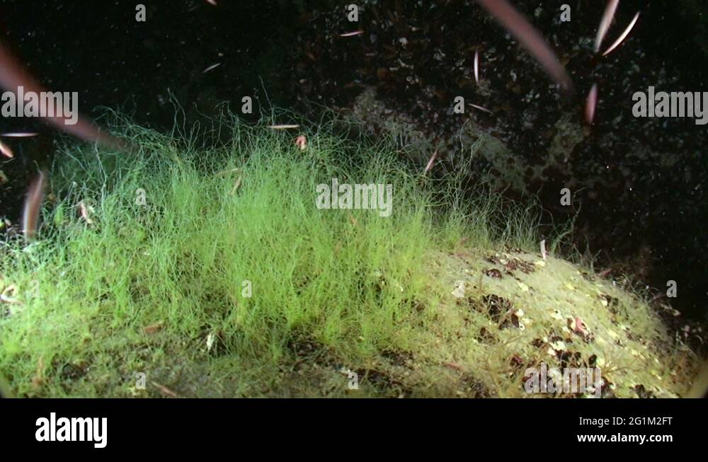 Succinea sp Stock Videos & Footage - HD and 4K Video Clips - Alamy