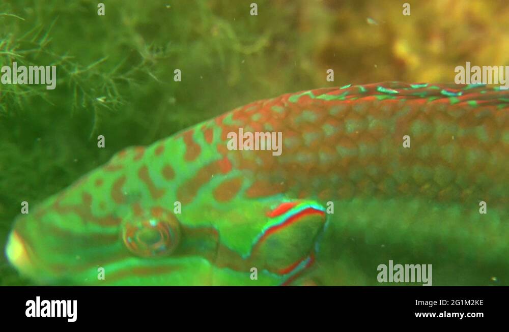 Ocellated wrasse (Symphodus ocellatus Stock Video Footage - Alamy