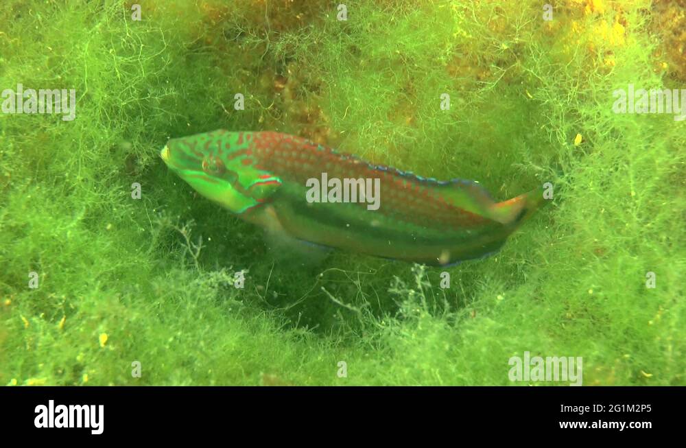 Ocellated wrasse (Symphodus ocellatus Stock Video Footage - Alamy